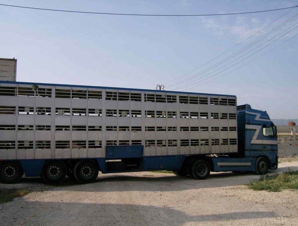 Navigating Livestock Transport Requirements: A Comprehensive Guide for ...